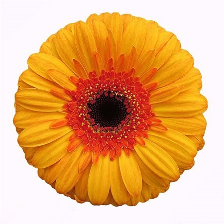 GERMINI JAZZY (SECURE BOXED) | Wholesale Dutch Flowers & Florist ...