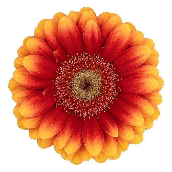 GERMINI JUANITA x 60 | Wholesale Dutch Flowers & Florist Supplies UK