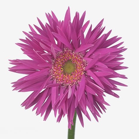 GERMINI KANFETTA (SECURE BOXED) | Wholesale Dutch Flowers & Florist ...