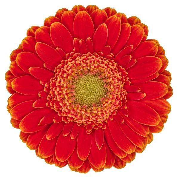 GERMINI KENNY (GROWER PACK) | Wholesale Dutch Flowers & Florist Supplies UK