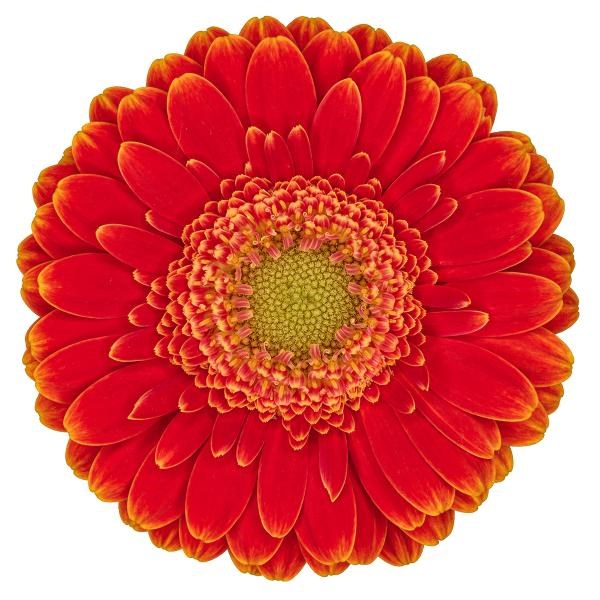 GERMINI KENNY x 60 | Wholesale Dutch Flowers & Florist Supplies UK