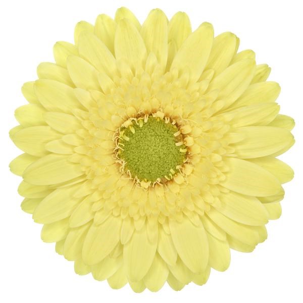 GERMINI LEMON LIME x 60 | Wholesale Dutch Flowers & Florist Supplies UK