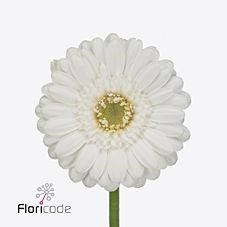 GERMINI LOBBY X 60 | Wholesale Dutch Flowers & Florist Supplies UK