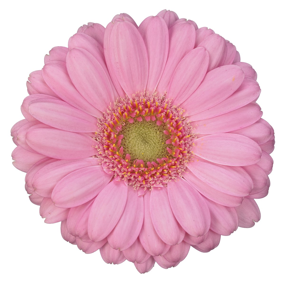 GERMINI LOVE ME (SECURE BOXED) X 60 | Wholesale Dutch Flowers & Florist ...