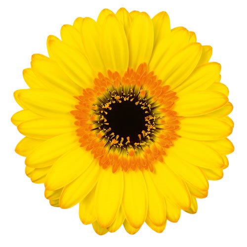 GERMINI MALLORCA x 60 | Wholesale Dutch Flowers & Florist Supplies UK