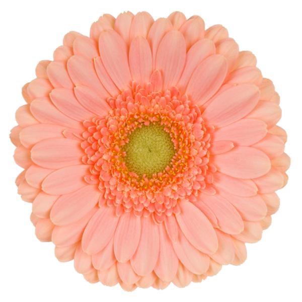 GERMINI MARIA X 30 | Wholesale Dutch Flowers & Florist Supplies UK