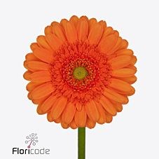 GERMINI MAX | Wholesale Dutch Flowers & Florist Supplies UK