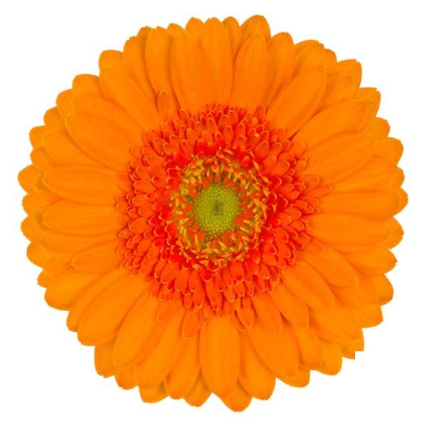GERMINI MAX X 30 | Wholesale Dutch Flowers & Florist Supplies UK