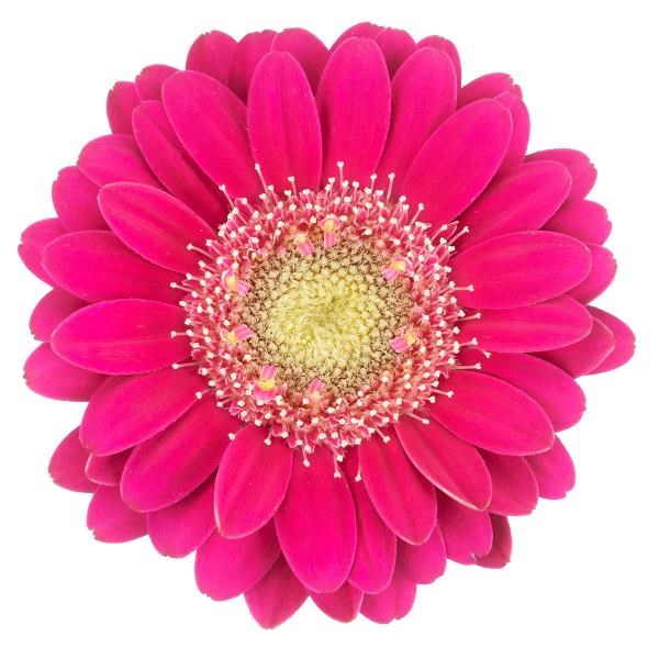 GERMINI MICRO KATY (SECURE BOXED) | Wholesale Dutch Flowers & Florist ...