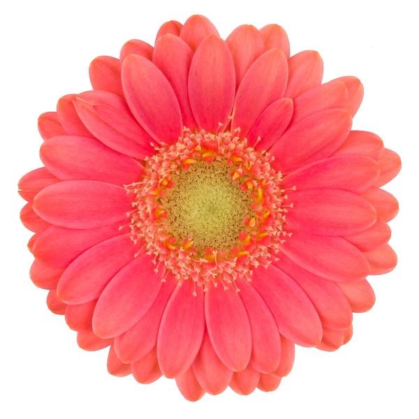 GERMINI MICRO QUICK (SECURE BOXED) | Wholesale Dutch Flowers & Florist ...