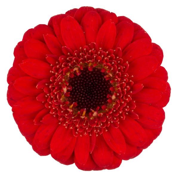 GERMINI MICRO SOLO | Wholesale Dutch Flowers & Florist Supplies UK