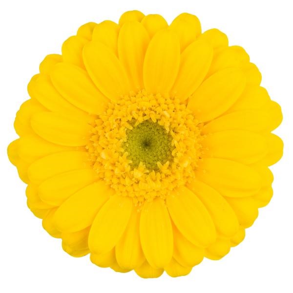 GERMINI MICRO SUNNY (SECURE BOXED) | Wholesale Dutch Flowers & Florist ...