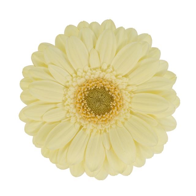 GERMINI MILADY x 60 | Wholesale Dutch Flowers & Florist Supplies UK