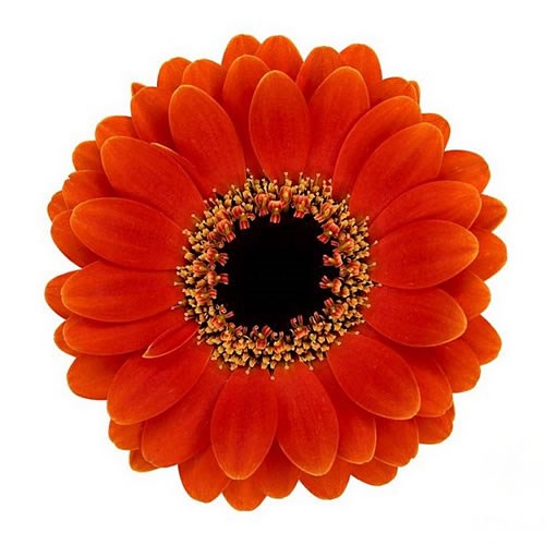 GERMINI NANO IMOLA X 120 | Wholesale Dutch Flowers & Florist Supplies UK