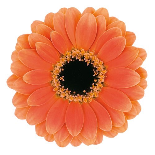 GERMINI NANO PICCOLINI ASSISI | Wholesale Dutch Flowers & Florist ...