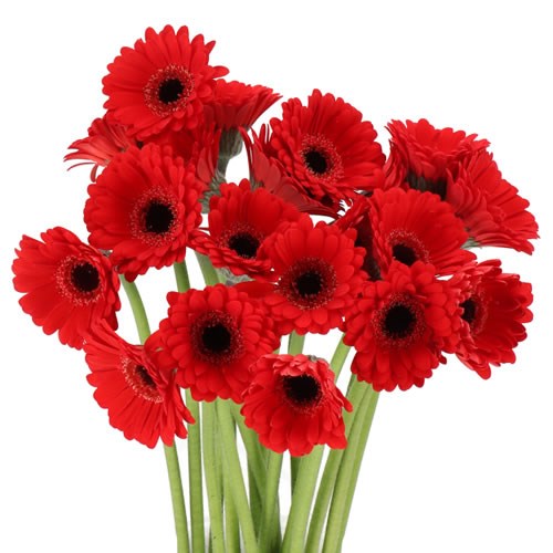 GERMINI NANO PICCOLINI CATANIA | Wholesale Dutch Flowers & Florist ...