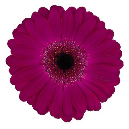 GERMINI NEON X 30 | Wholesale Dutch Flowers & Florist Supplies UK