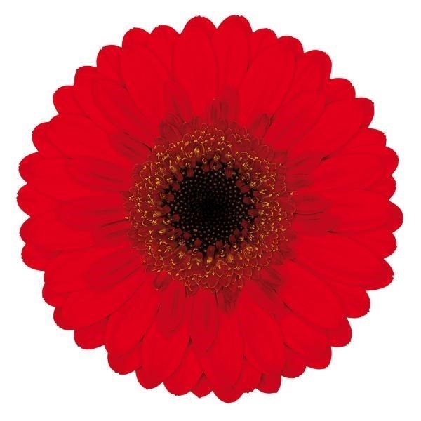 GERMINI NIRVANA (GROWER PACK) | Wholesale Dutch Flowers & Florist ...