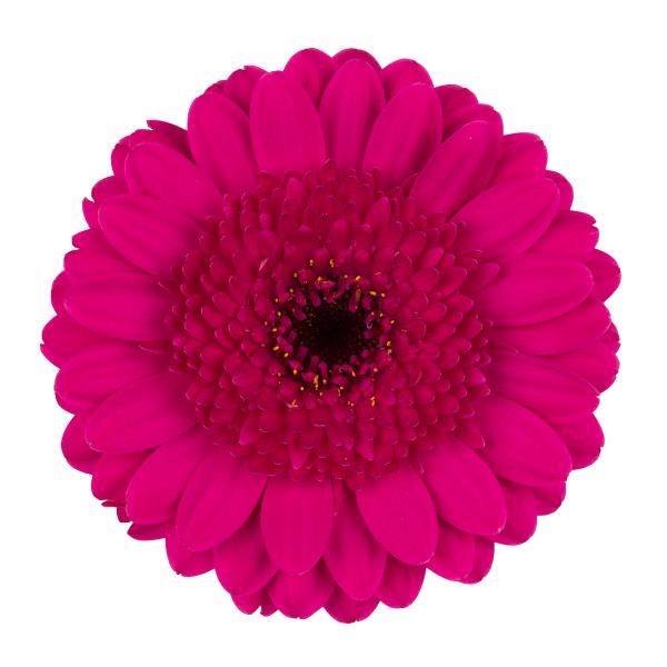 GERMINI NOI (SECURE BOXED) | Wholesale Dutch Flowers & Florist Supplies UK