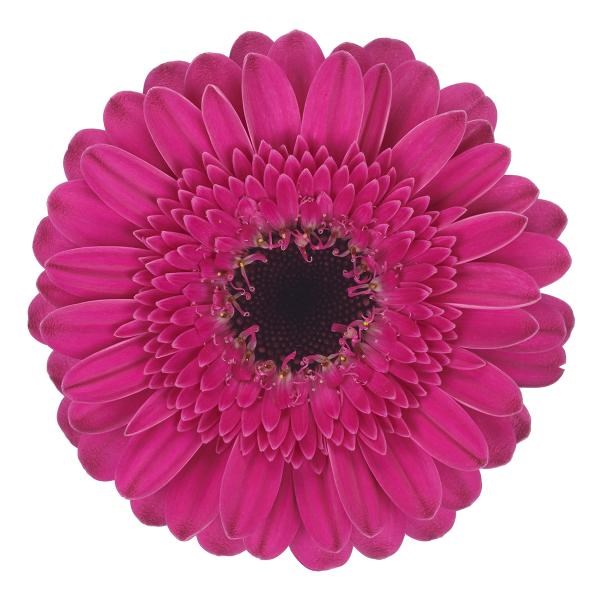 GERMINI ORLENE x 60 | Wholesale Dutch Flowers & Florist Supplies UK