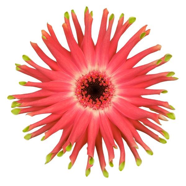 GERMINI PASTINI CARPI X 50 | Wholesale Dutch Flowers & Florist Supplies UK