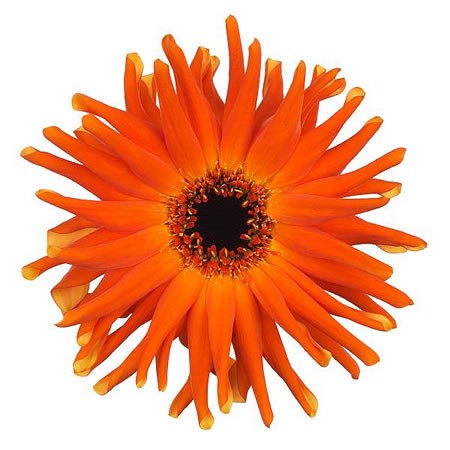 GERMINI PASTINI EMILIA X 50 | Wholesale Dutch Flowers & Florist Supplies UK