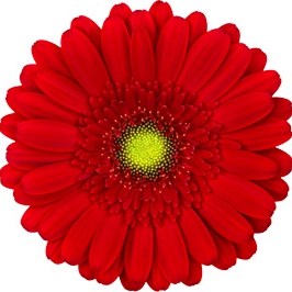 GERMINI PHOENIX x 60 | Wholesale Dutch Flowers & Florist Supplies UK