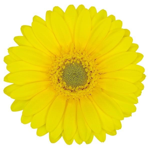 GERMINI PICCOLINI ANCONA (SECURE BOXED) | Wholesale Dutch Flowers ...