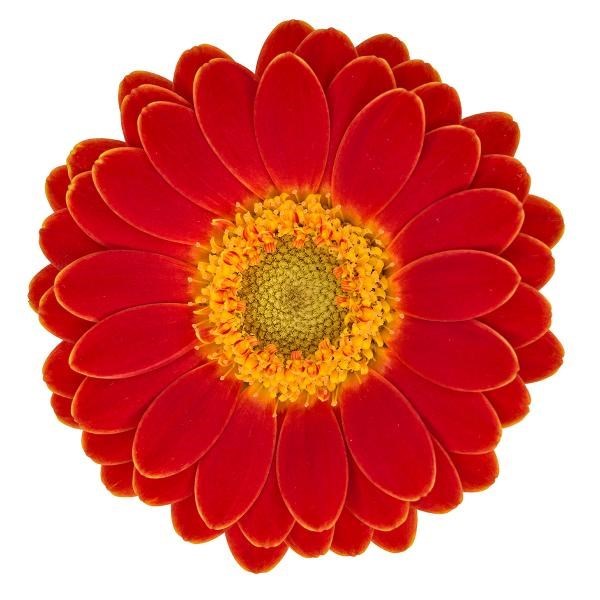 GERMINI PICCOLINI AREZZO (SECURE BOXED) | Wholesale Dutch Flowers ...