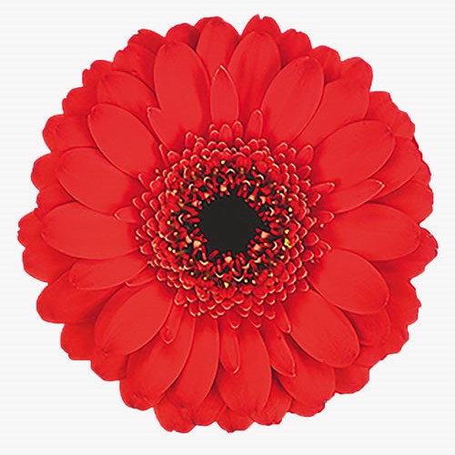 GERMINI PICCOLINI CATANIA (SECURE BOXED) | Wholesale Dutch Flowers ...