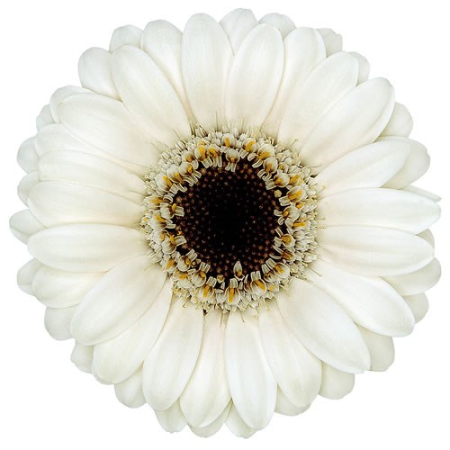 GERMINI PICCOLINI LIVORNO (SECURE BOXED) | Wholesale Dutch Flowers ...