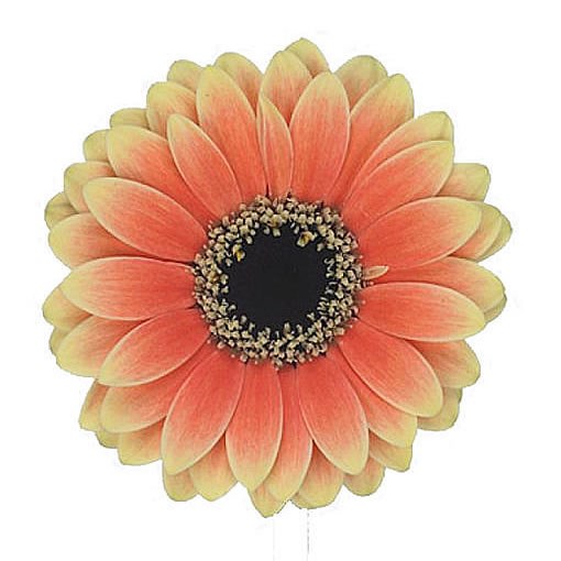 GERMINI PICCOLINI MURANO (SECURE BOXED) | Wholesale Dutch Flowers ...