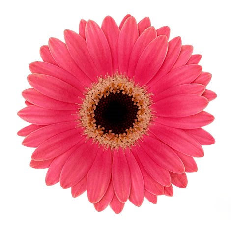 GERMINI PICCOLINI SAN REMO (SECURE BOXED) | Wholesale Dutch Flowers ...