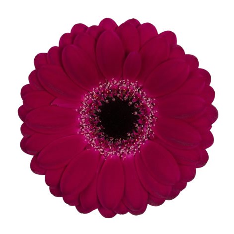 GERMINI PLATINI x 60 | Wholesale Dutch Flowers & Florist Supplies UK