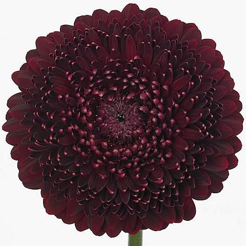 GERMINI POMPONI BLACK PEARL X 30 | Wholesale Dutch Flowers & Florist ...