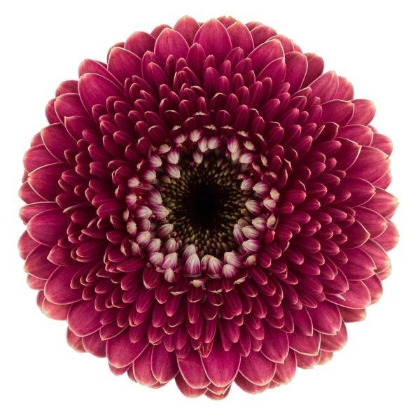 GERMINI POMPONI CHIQUE (SECURE BOXED) | Wholesale Dutch Flowers ...