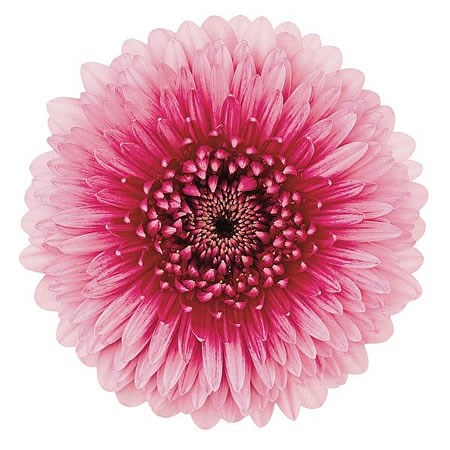 GERMINI POMPONI CHOOCHOO | Wholesale Dutch Flowers & Florist Supplies UK