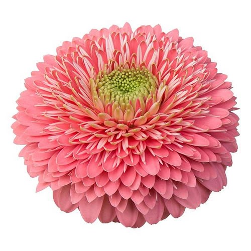 GERMINI POMPONI CUPID (SECURE BOXED) | Wholesale Dutch Flowers ...