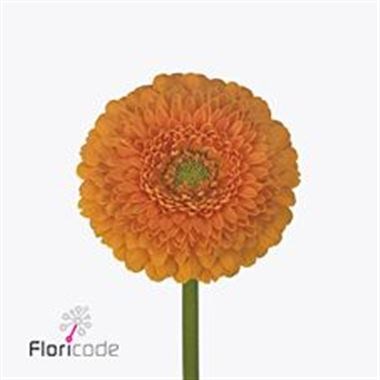 GERMINI POMPONI FANTA | Wholesale Dutch Flowers & Florist Supplies UK