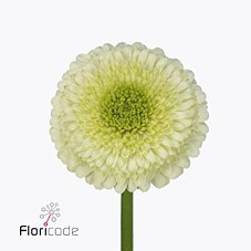 GERMINI POMPONI KERMIT X 30 | Wholesale Dutch Flowers & Florist Supplies UK