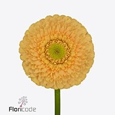 GERMINI POMPONI PEACHY | Wholesale Dutch Flowers & Florist Supplies UK
