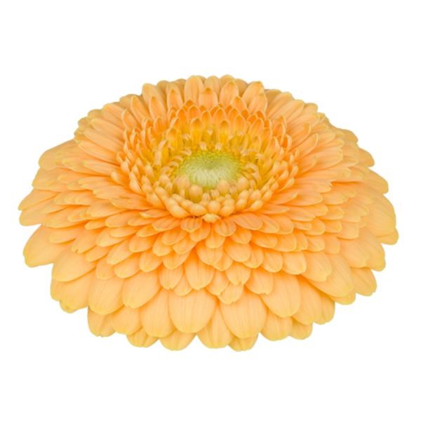 GERMINI POMPONI PEACHY X 30 | Wholesale Dutch Flowers & Florist Supplies UK