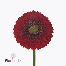GERMINI POMPONI RED LIGHT X 30 | Wholesale Dutch Flowers & Florist ...