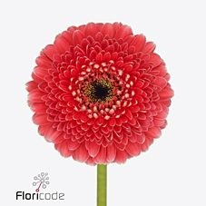 GERMINI POMPONI ROCKSTAR | Wholesale Dutch Flowers & Florist Supplies UK