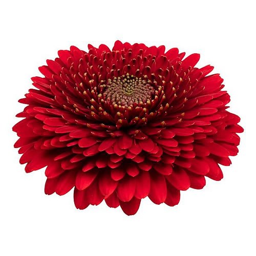 GERMINI POMPONI SHEARER (SECURE BOXED) | Wholesale Dutch Flowers ...