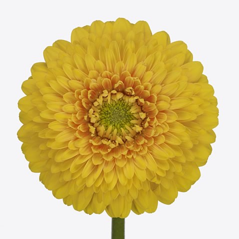 GERMINI POMPONI SUNLIGHT X 30 | Wholesale Dutch Flowers & Florist ...