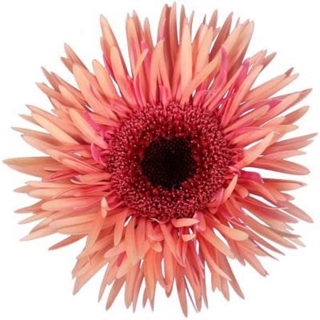 GERMINI PUNKI JUDY x 60 | Wholesale Dutch Flowers & Florist Supplies UK