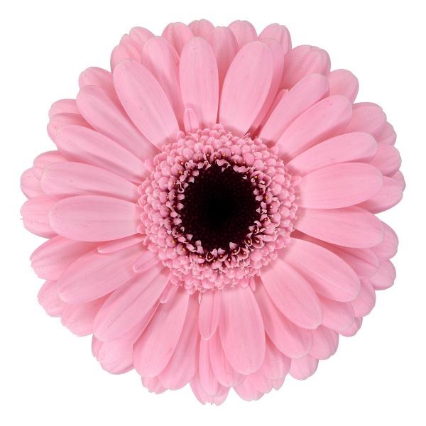 GERMINI SMART | Wholesale Dutch Flowers & Florist Supplies UK