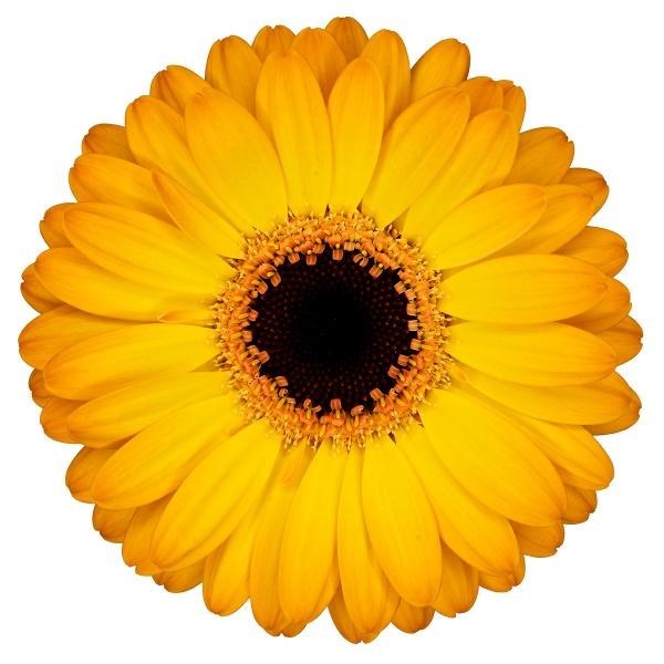 GERMINI SOLERO (GROWER PACK) | Wholesale Dutch Flowers & Florist ...