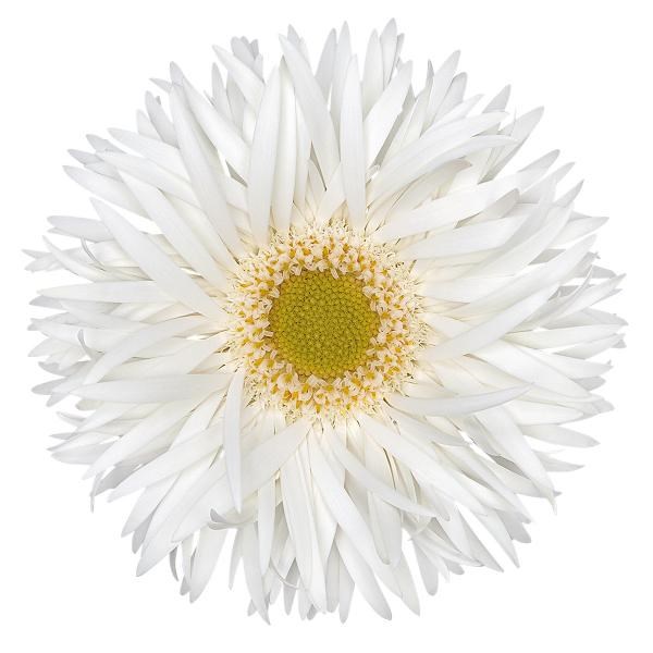 GERMINI SPIDER BROCADE X 30 | Wholesale Dutch Flowers & Florist Supplies UK